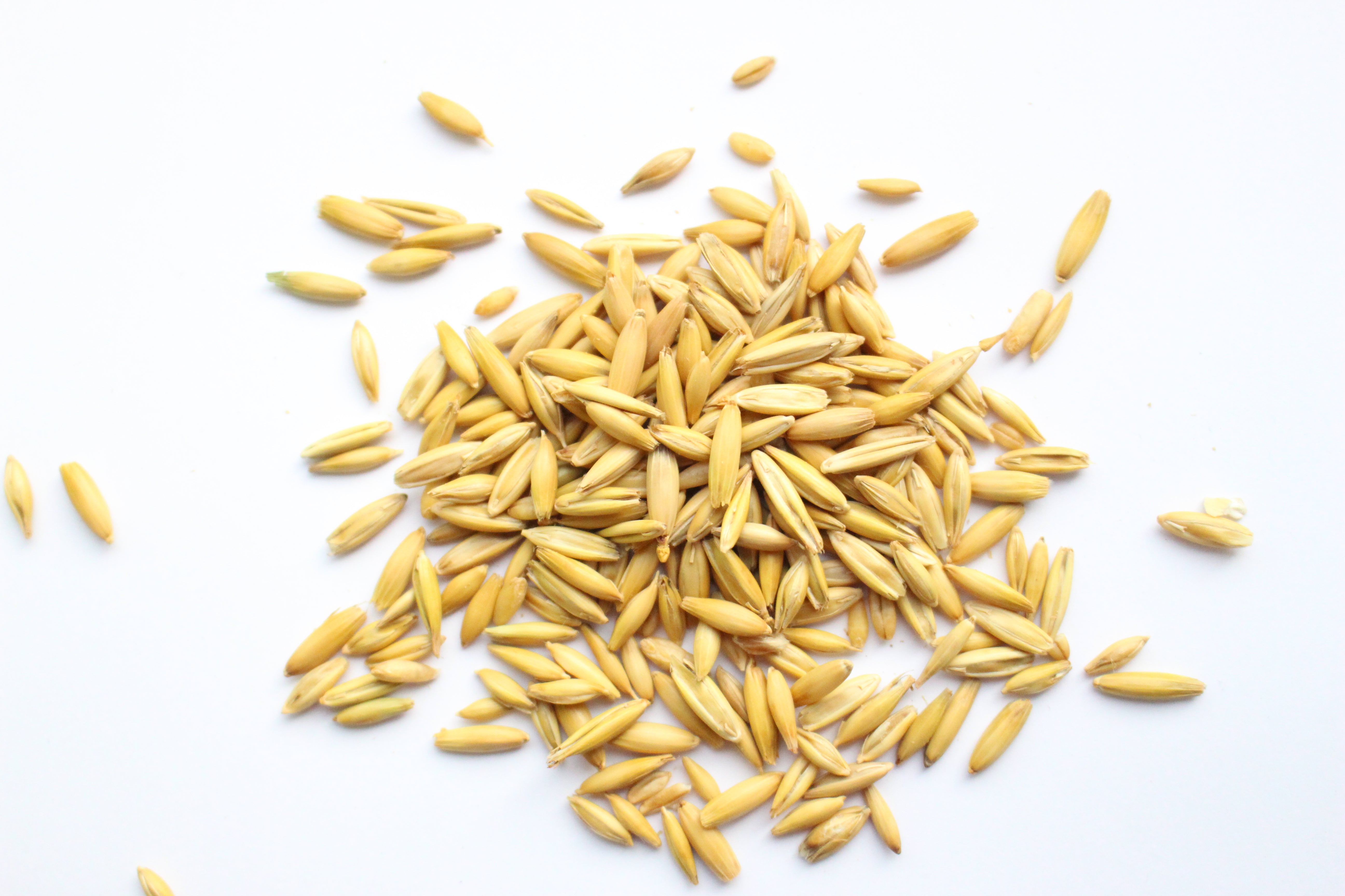 TvP Hafer gereinigt – Dein Futterlieferant